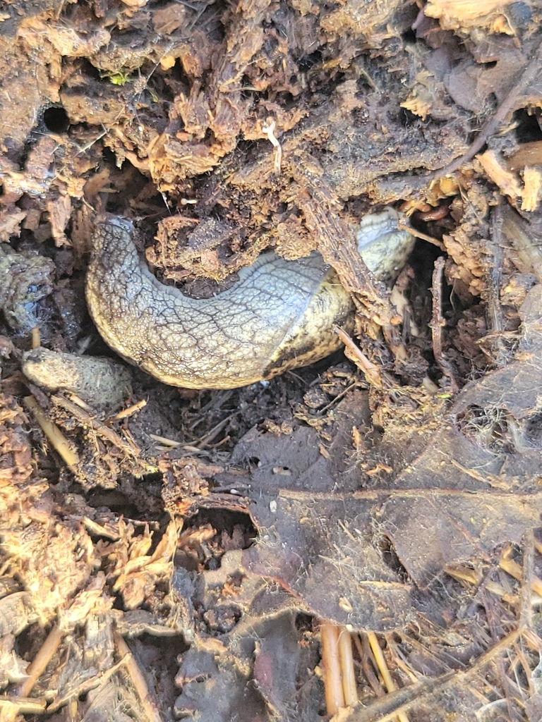 Reticulate Taildropper from Santa Venetia, CA, USA on February 27, 2025 ...