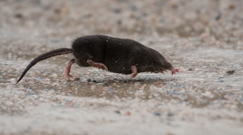 Star-nosed Mole from Echo Trail, Orr, MN, US on February 27, 2025 at 05 ...