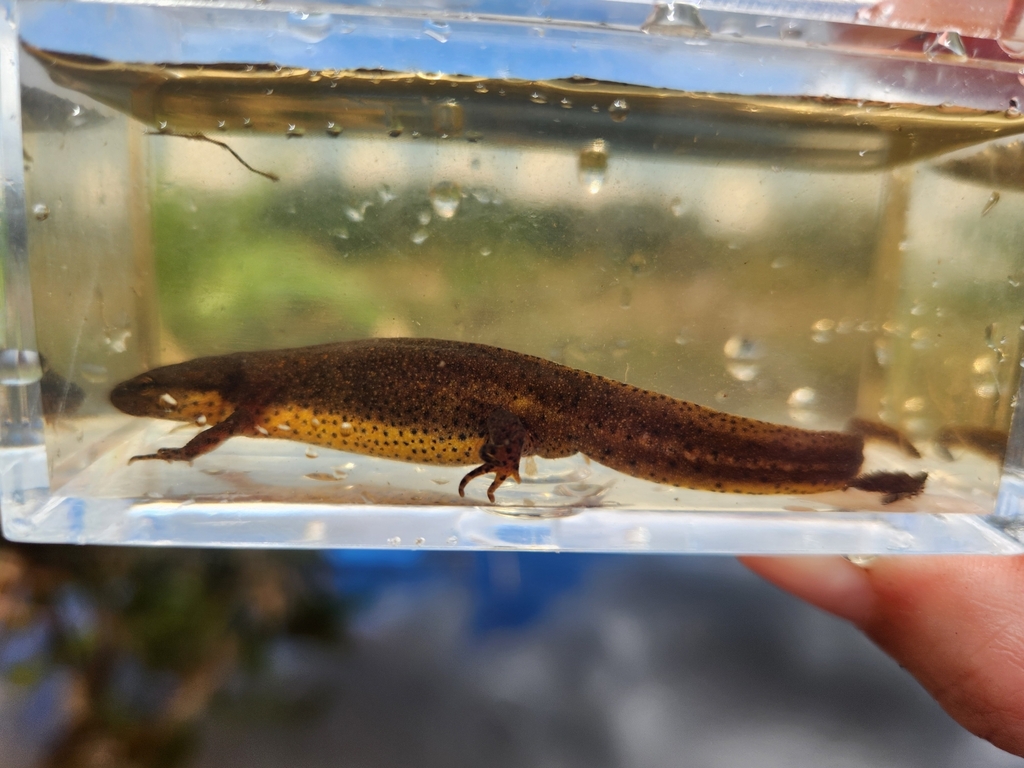 Eastern Newt from Fort Denaud, FL 33935, USA on February 27, 2025 at 11 ...