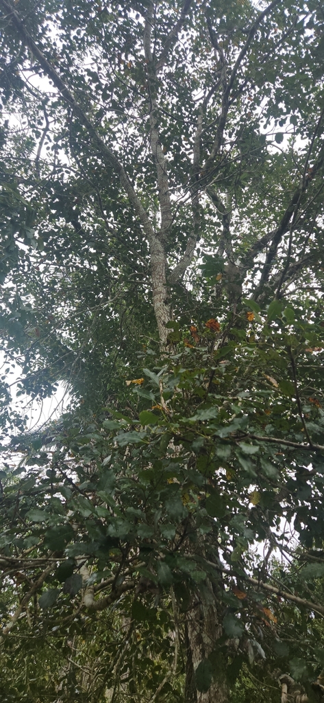 Black Poisonwood from 77953 Quintana Roo, Mexico on February 23, 2025 ...