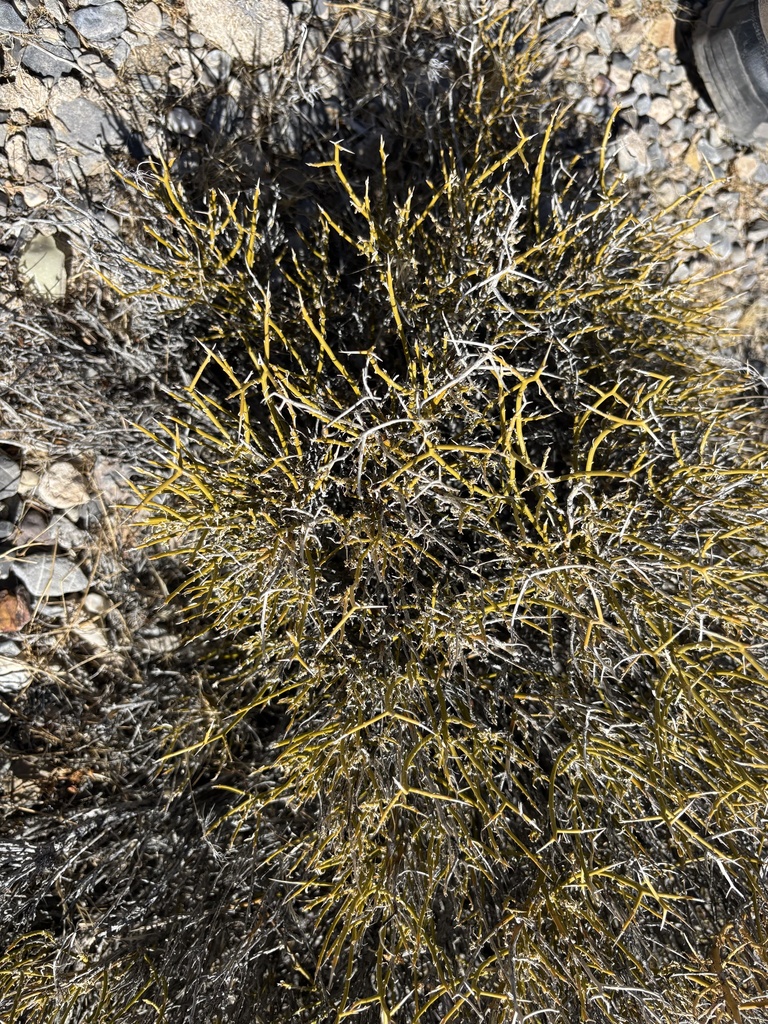 Turpentine Broom from Icebox Canyon, Las Vegas, NV, US on February 27 ...