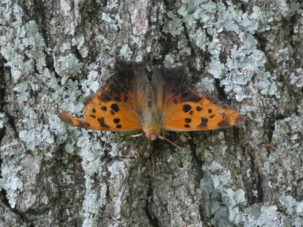 Question Mark from Greene County, OH, USA on August 6, 2021 at 07:16 PM ...