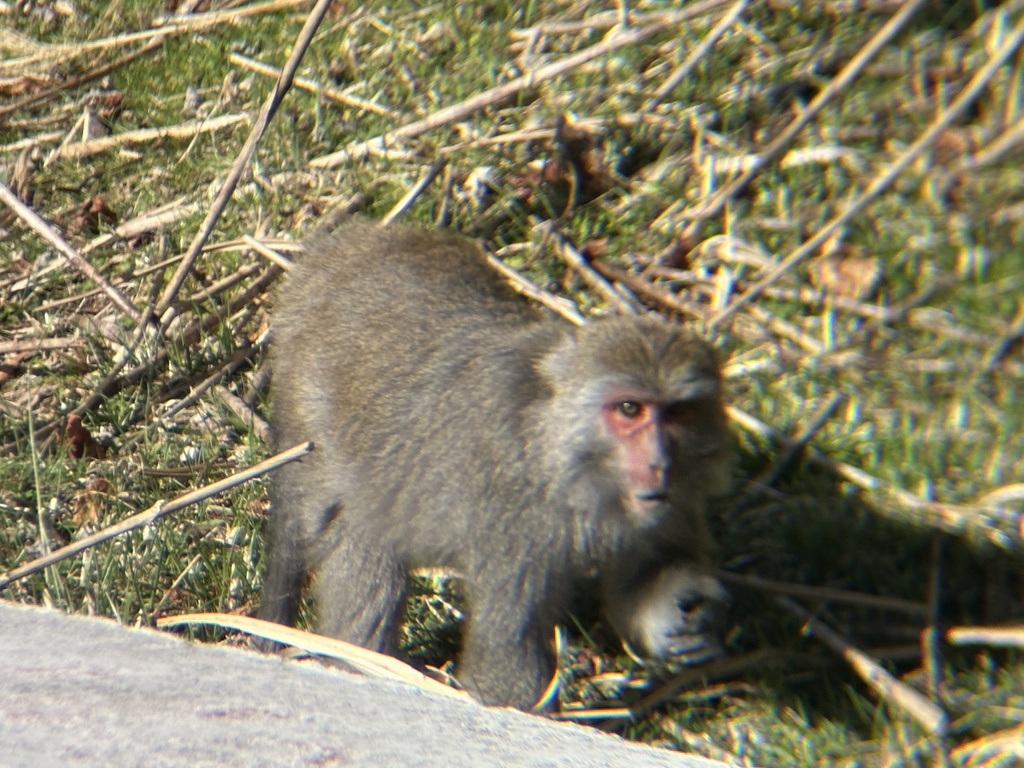 Formosan Rock Macaque from 臺灣島, 信義鄉, 南投縣, TW on February 27, 2025 at 04 ...