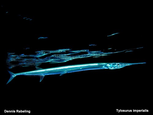 Imperial Needlefish (Gar/Needle fish of the Canary Islands.) · iNaturalist