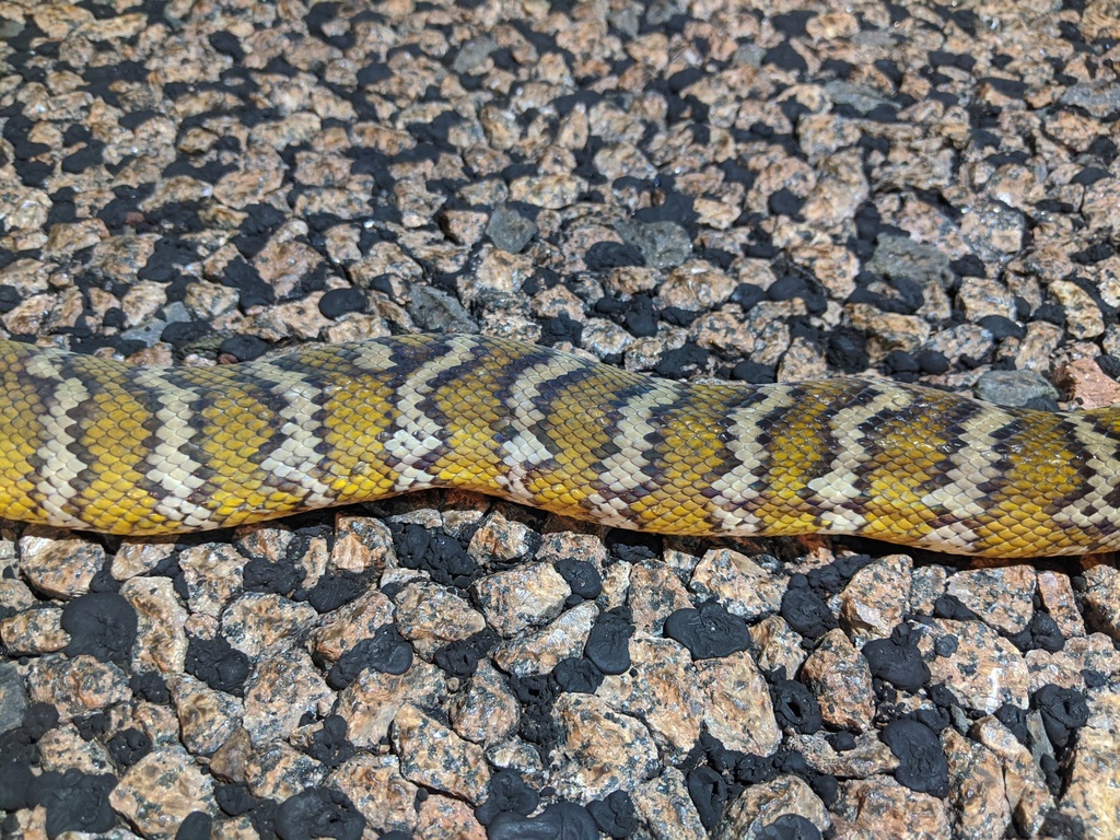 Darwin Carpet Python from Rum Jungle NT 0822, Australia on January 16 ...