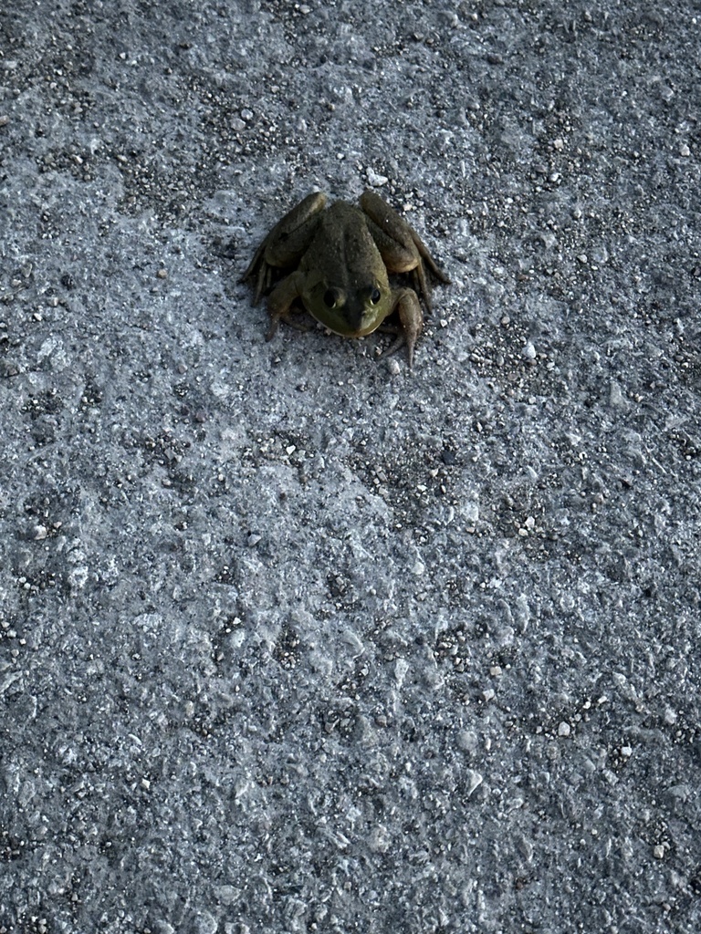 American Bullfrog from Mauthe Lake Recreation Area, Kewaskum, WI, US on ...