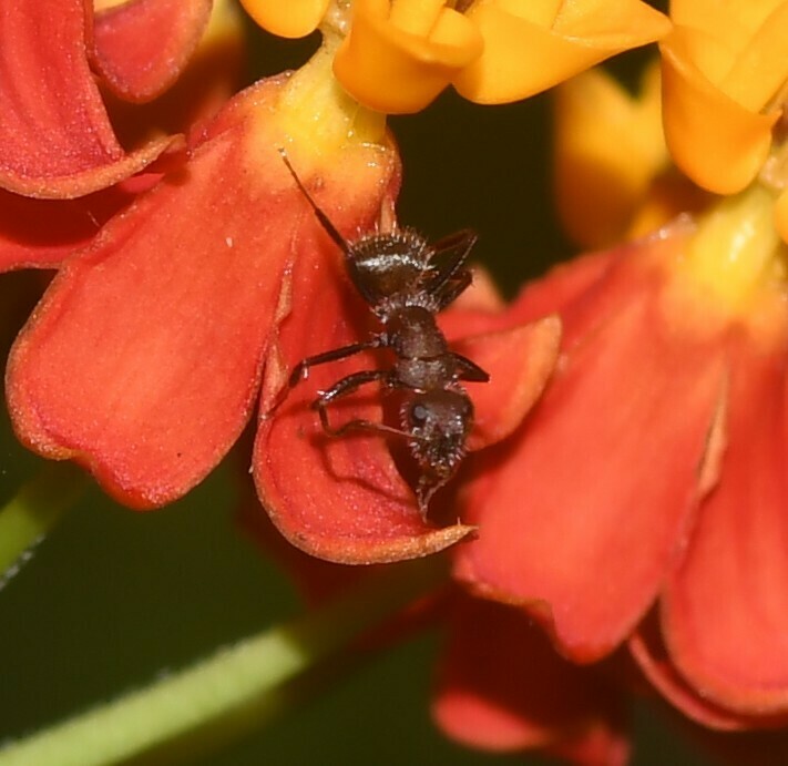 Myrmobrachys from CEMJC Ecological Park, Corozal District, Belize on ...