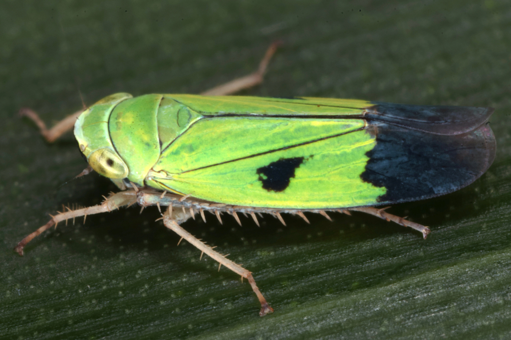 Nephotettix virescens | Insect Vectors of Plant Disease
