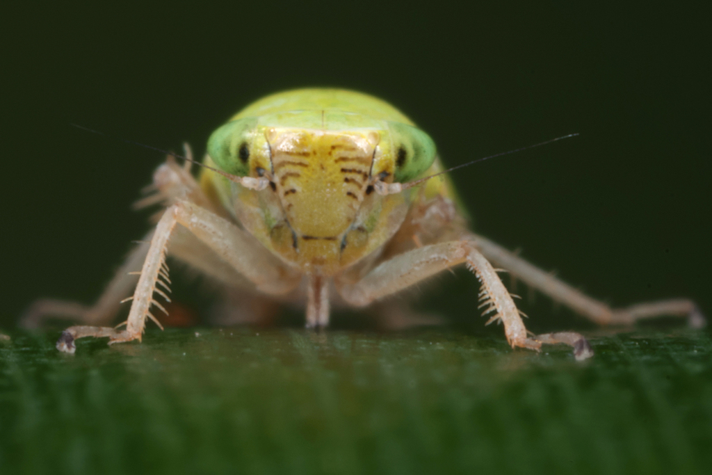 Nephotettix virescens | Insect Vectors of Plant Disease