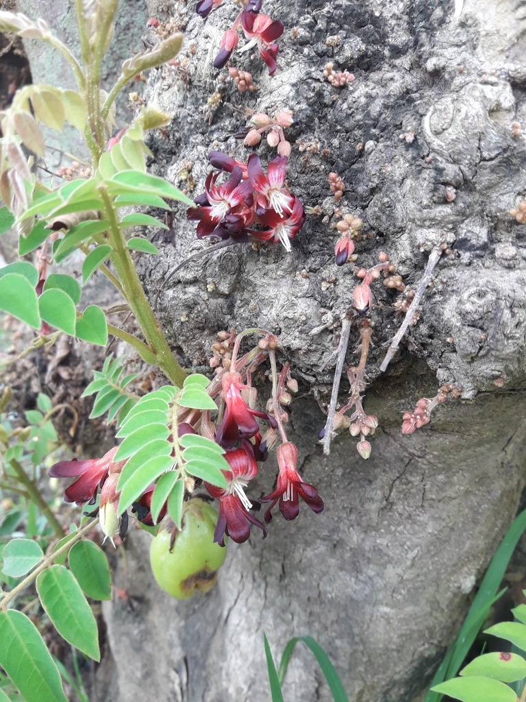 Bilimbi from Silauan Norte (Pob.), Echague, Isabela, Philippines on ...