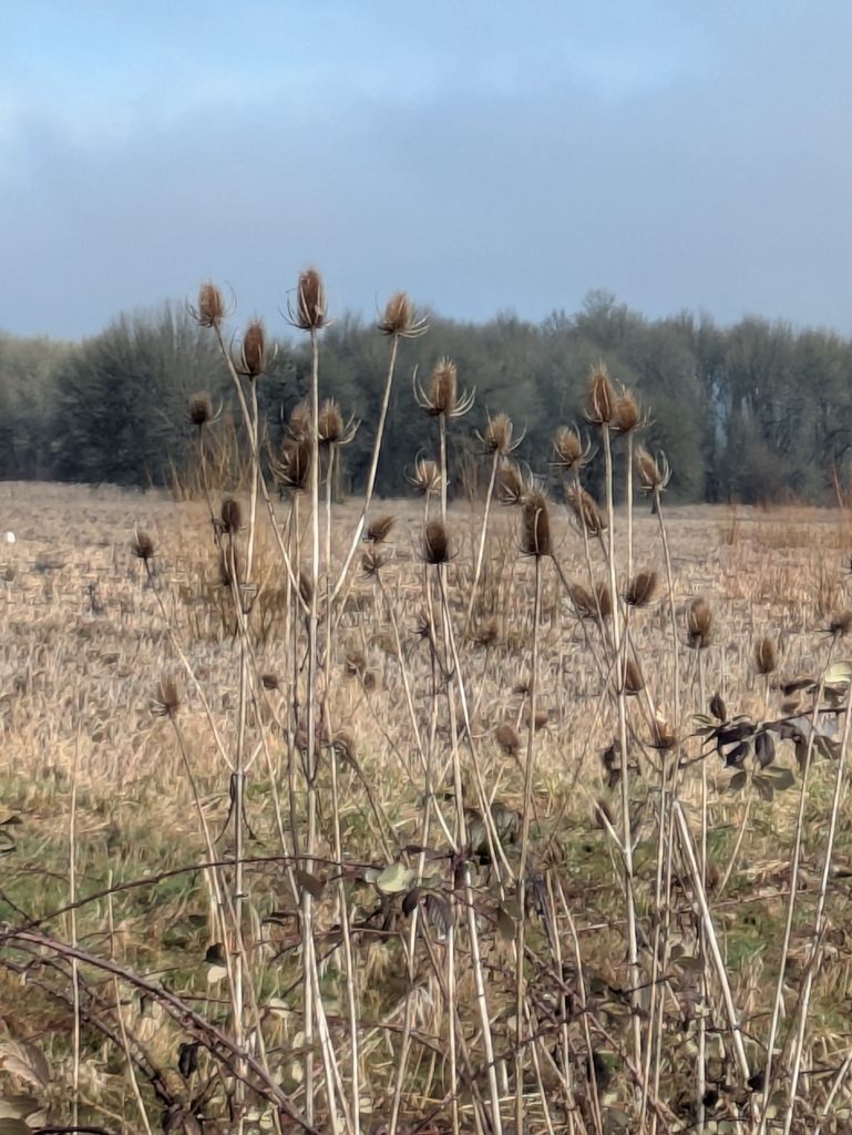 wild teasel from Ridgefield, WA 98642, USA on February 28, 2025 at 09: ...