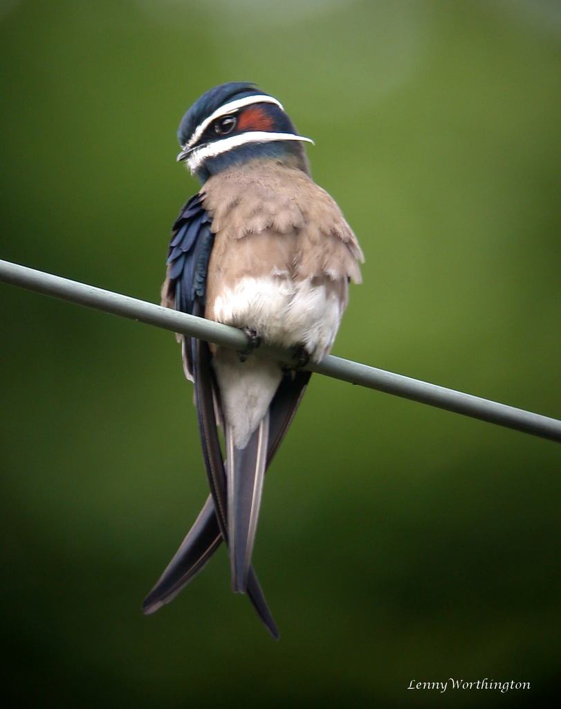 Whiskered Treeswift (Philippine) (Hemiprocne comata major) - Avian ...