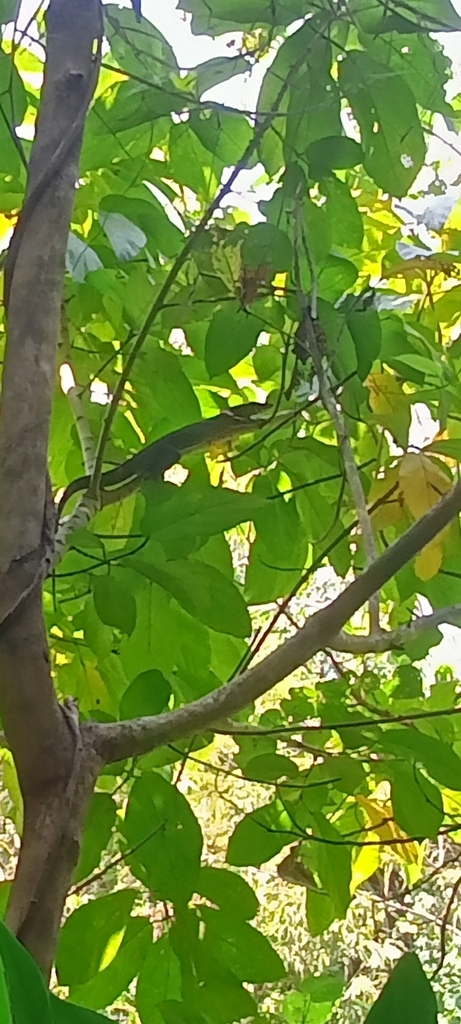 Andaman Water Monitor from HJV9+PRW, Wandoor, Andaman and Nicobar ...