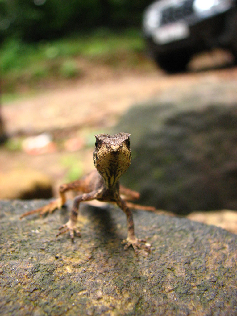 Indian Kangaroo Lizard in August 2009 by Shreekant Deodhar · iNaturalist