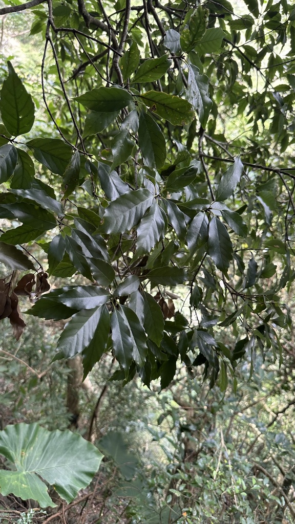 ring-cupped oak from 雙流國家森林遊樂區, 獅子鄉, 屏東縣, TW on March 1, 2025 at 11:37 ...