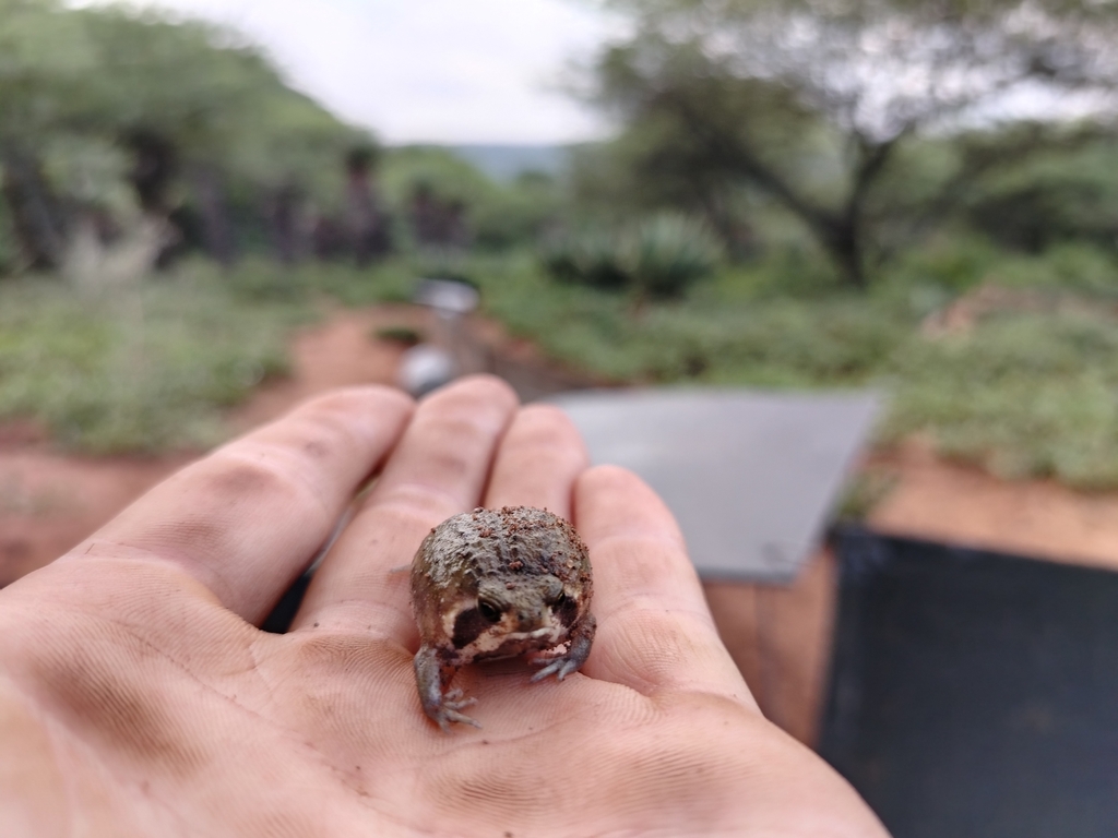 Common Rain Frog from Inkosi Langalibalele Local Municipality, South ...