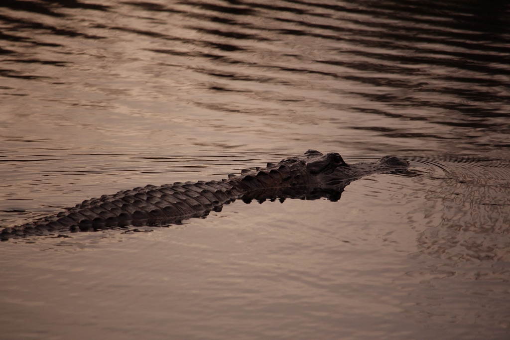 American Alligator from Naples, FL, US on February 28, 2025 at 11:32 PM ...