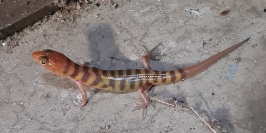 Broad-banded Sand-swimmer from Julimar WA 6567, Australia on March 1 ...