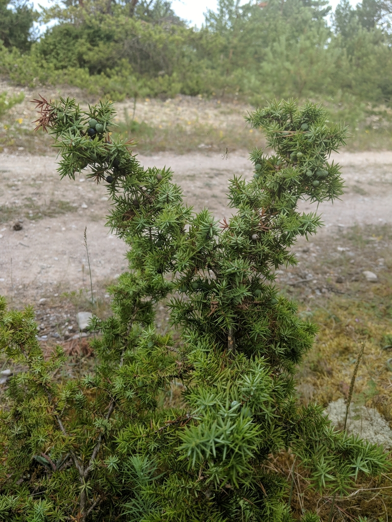 common juniper from Kõruse-Metsaküla, Saare maakond, Estonia on August ...