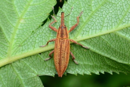 Lixus divaricatus · iNaturalist