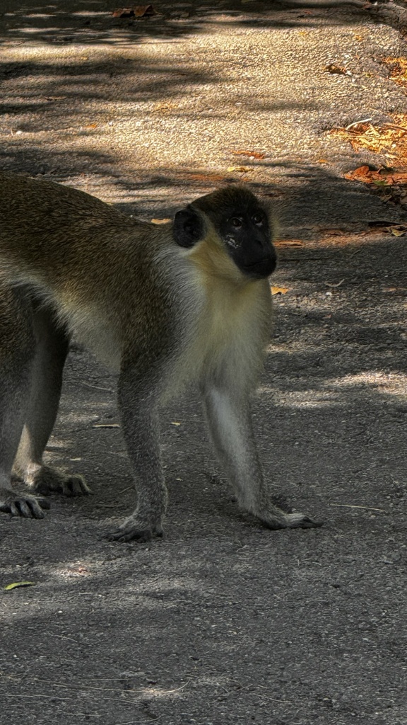 Green Monkey from Snyder Park, Fort Lauderdale, FL, US on February 28 ...