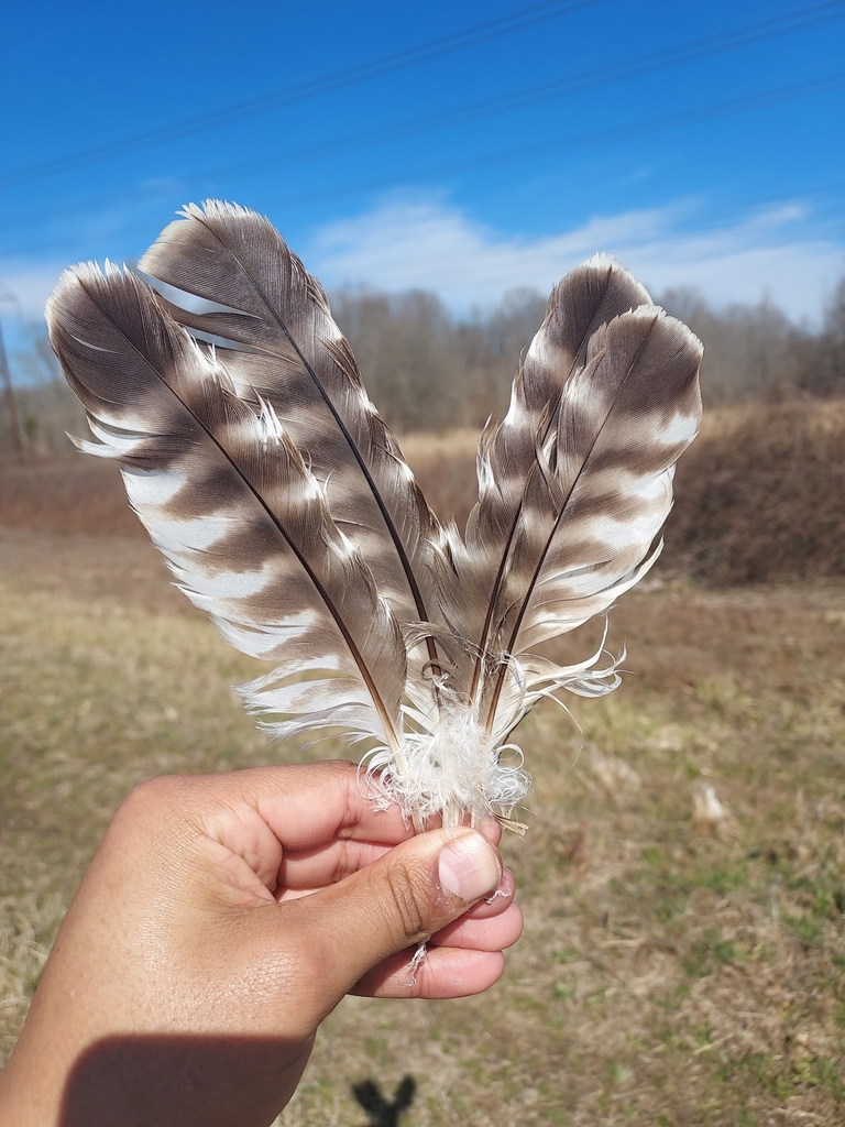 Red-shouldered Hawk from Durham, NC 27712, USA on March 1, 2025 at 01: ...