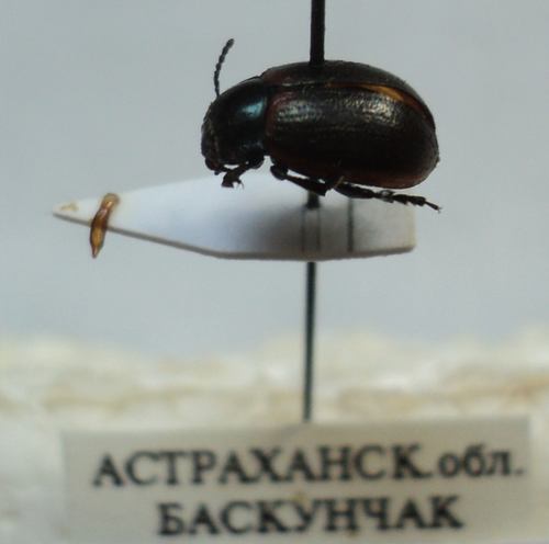 Chrysolina besseri · iNaturalist