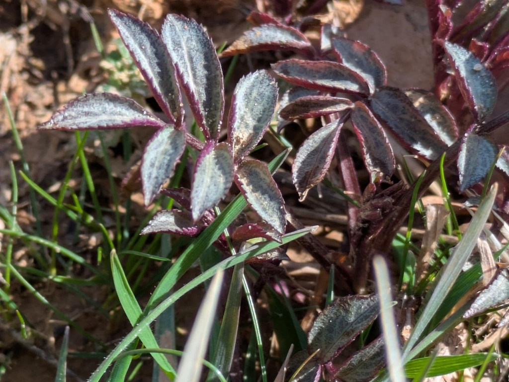 American black elderberry from Bono, AR 72416, USA on March 01, 2025 at ...