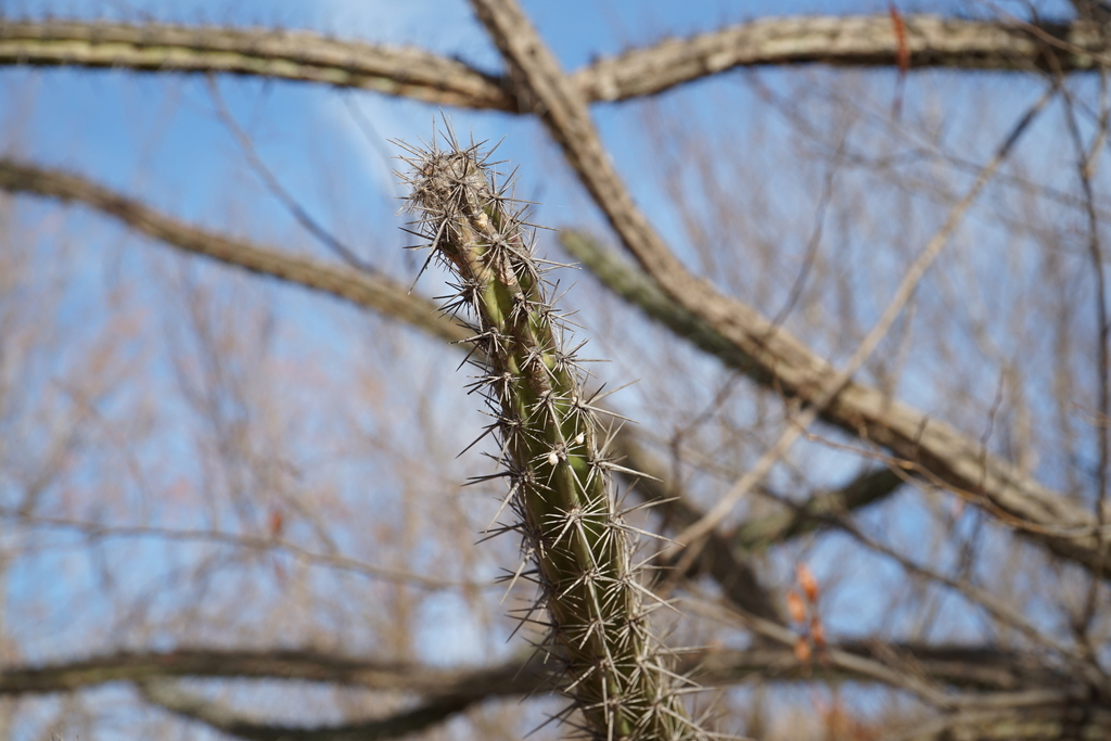 Octopus Cactus in March 2025 by Daniel · iNaturalist