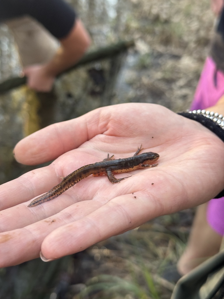 Eastern Newt from Bear Sink Rd, Troy, AL, US on February 26, 2025 at 04 ...