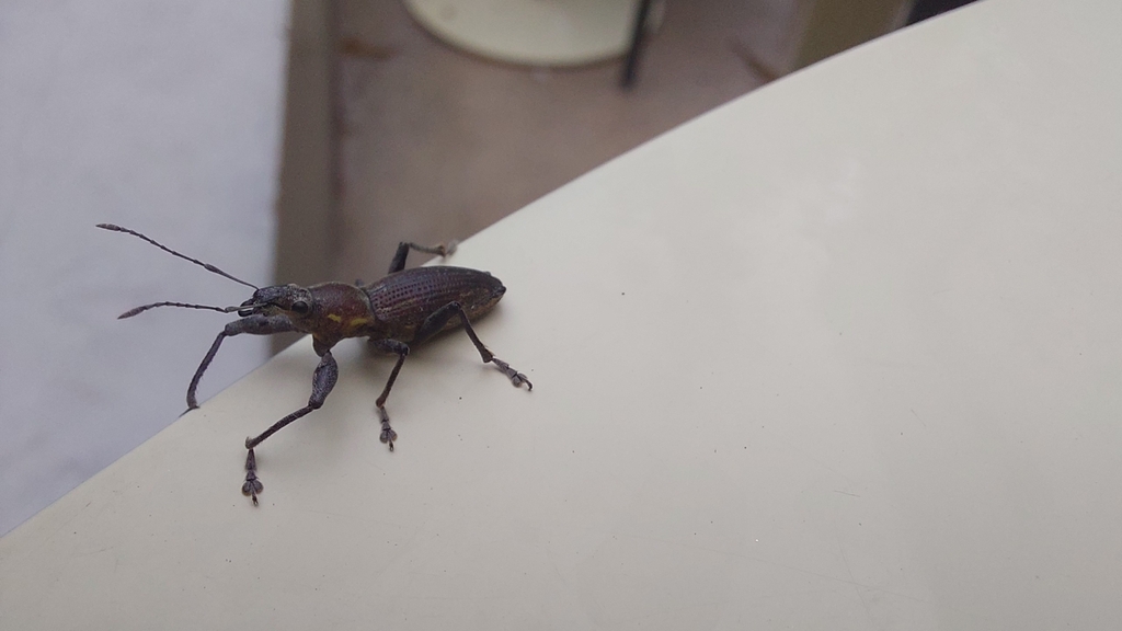 South American Fruit Tree Weevil from B1625 Belén de Escobar, Buenos ...