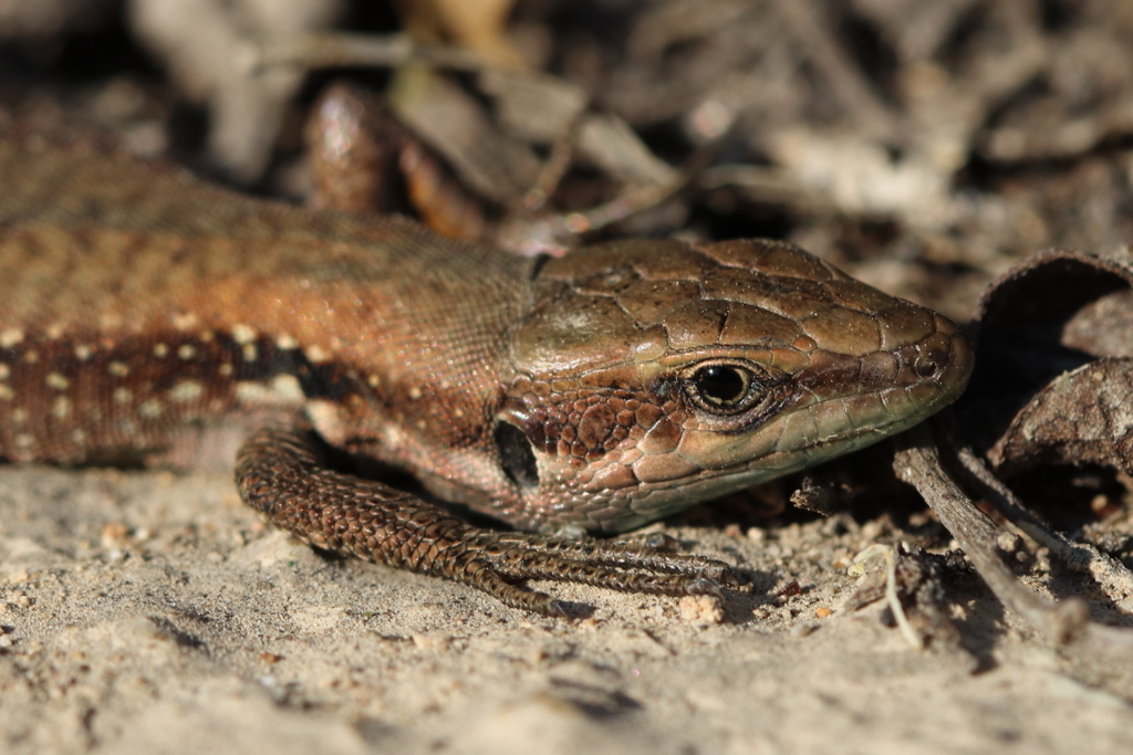 Lebanon Lizard from Belek, 07500 Serik/Antalya, Türkiye on February 26 ...