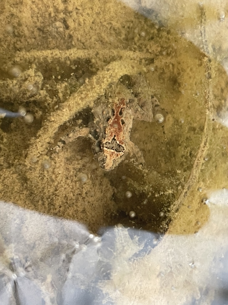 Northern Cricket Frog from Cary, NC, US on March 01, 2025 at 05:28 PM ...