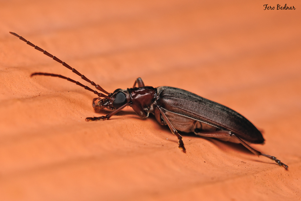 Cucujiform Beetles from Selangor, Malaysia on February 11, 2025 at 10: ...