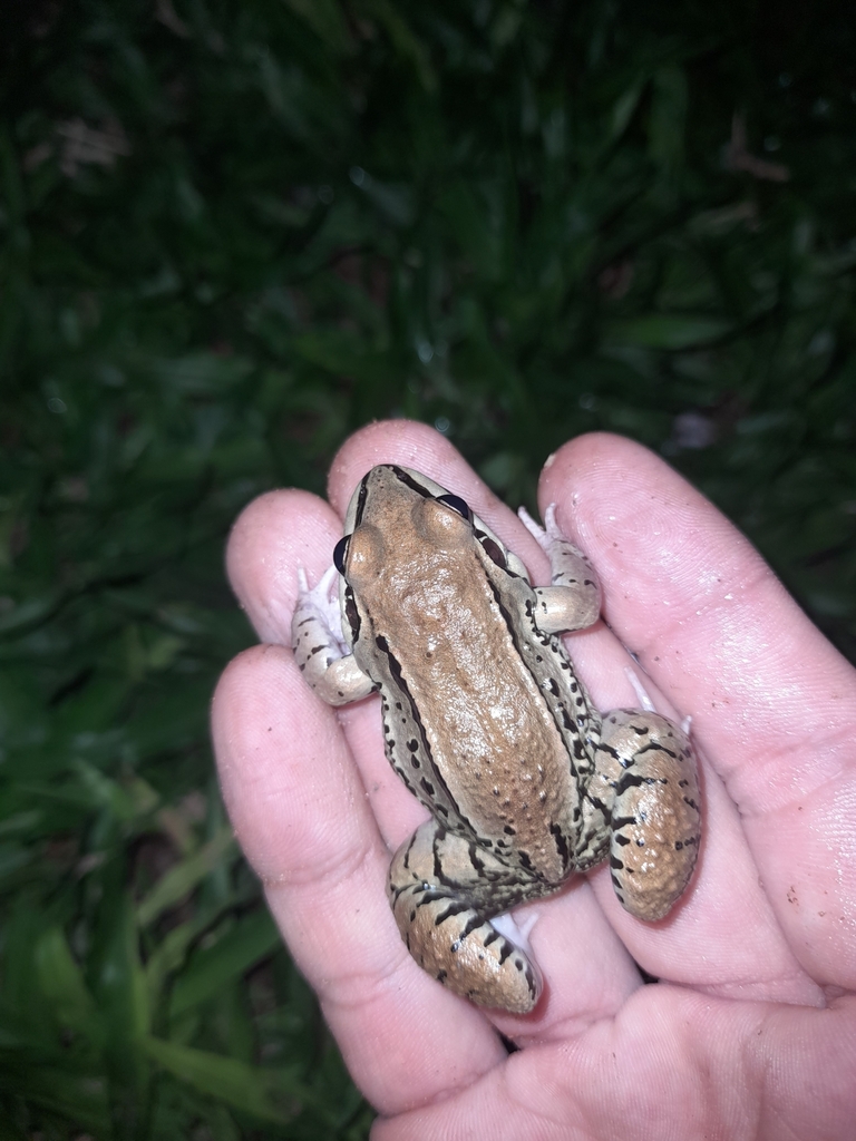 Mustached Frog from HHR6+VWQ, Capiatá 111903, Paraguay on March 2, 2025 ...