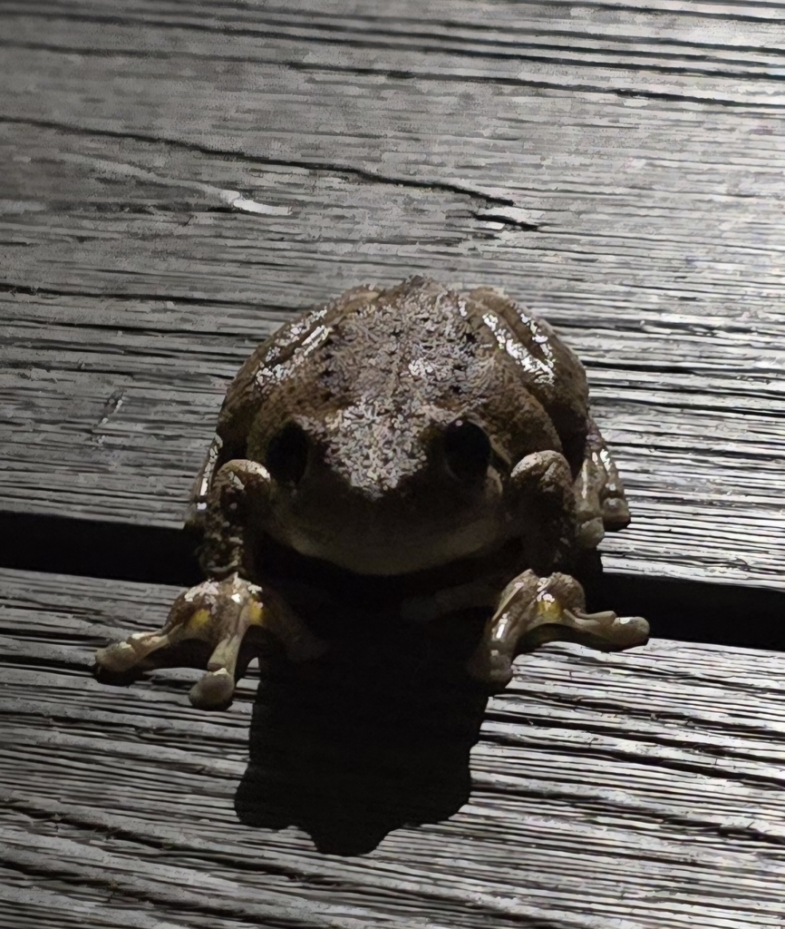 Peron's Tree Frog from Lawrence Hargrave Dr at Headland Ave, Austinmer ...