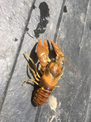Spring River Crayfish (Faxonius roberti) · iNaturalist