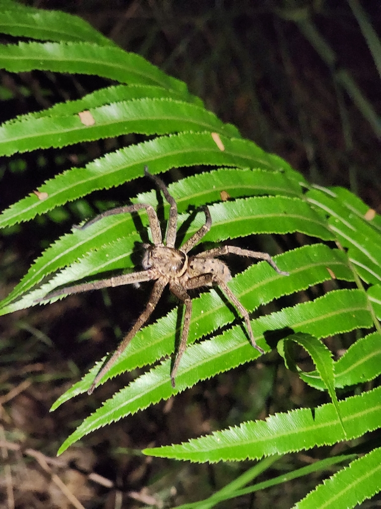 Jungle Huntsman Spider from Yaroomba QLD 4573, Australia on February 28 ...