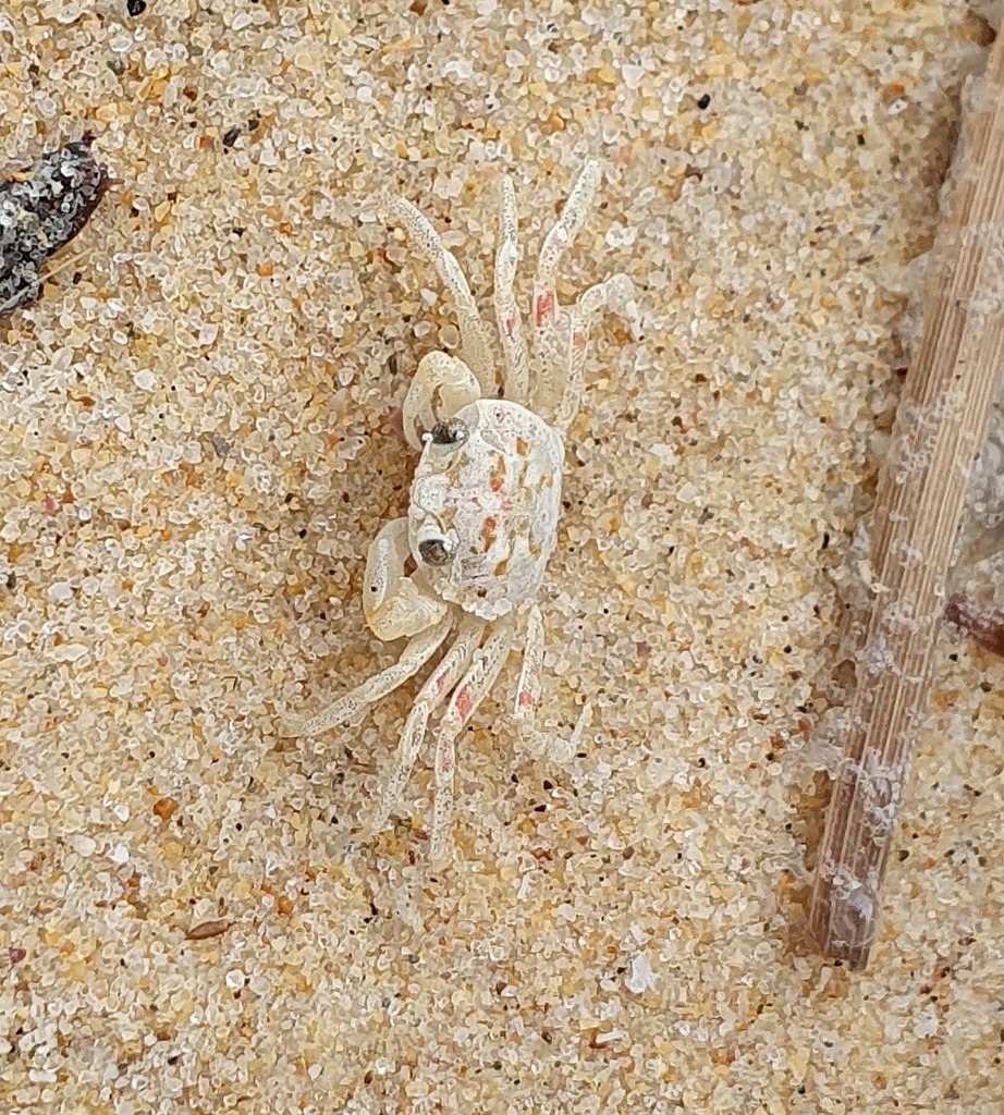 Smooth-handed Ghost Crab from Bermagui NSW 2546, Australia on March 2 ...