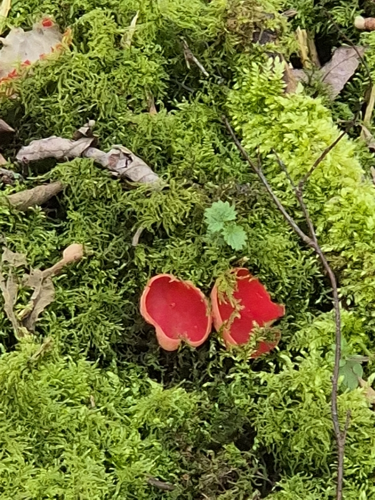 Elf Cups from Prescot L34 1AX, UK on March 2, 2025 at 12:02 PM by Keith ...