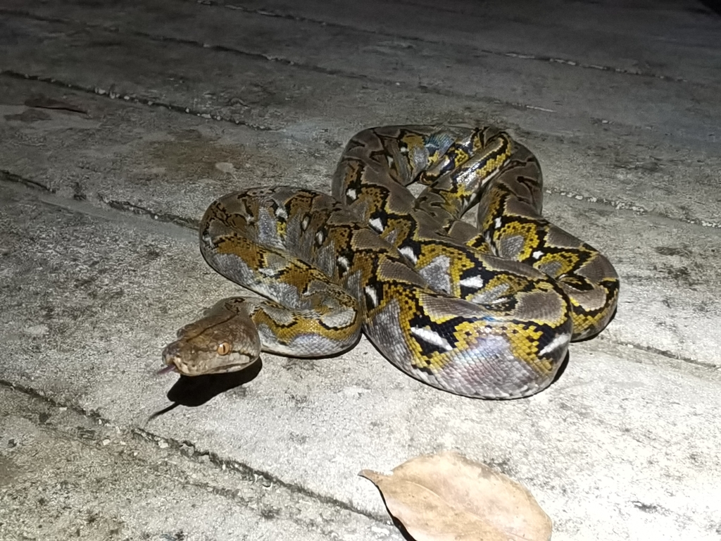 Reticulated Python from Jalan Fabia, Sepilok, 90715 Sandakan, Sabah ...