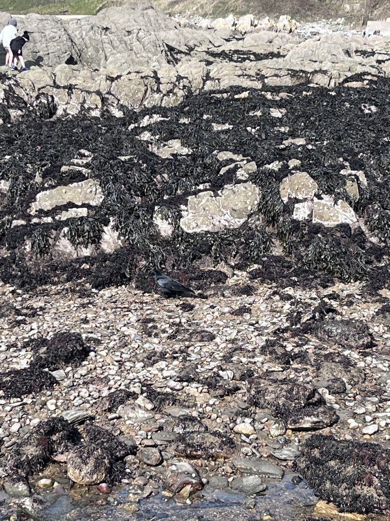 Carrion Crow from Batten Bay, Plymouth, England, GB on March 2, 2025 at ...