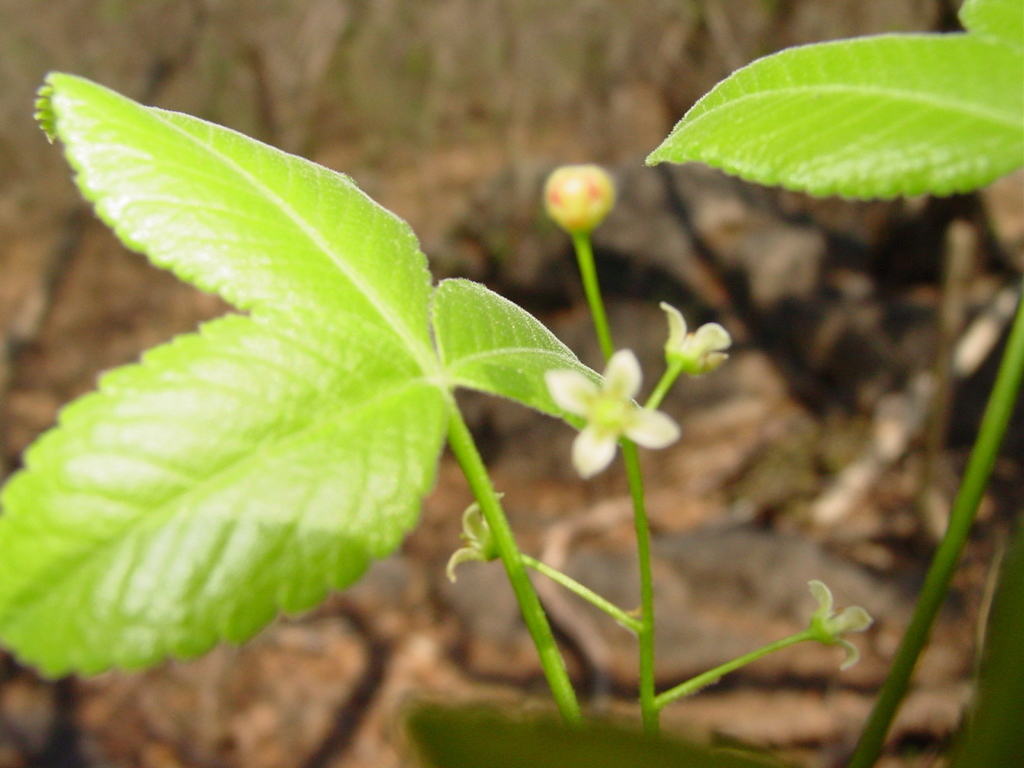 Bursera heteresthes in July 2007 by Alfredo Frias Castro · iNaturalist