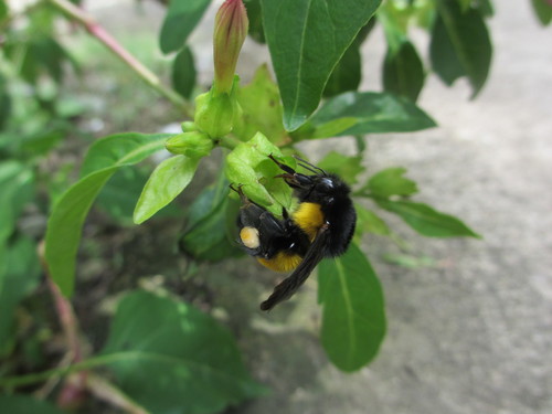 Bees of the Philippines · NaturaLista Colombia