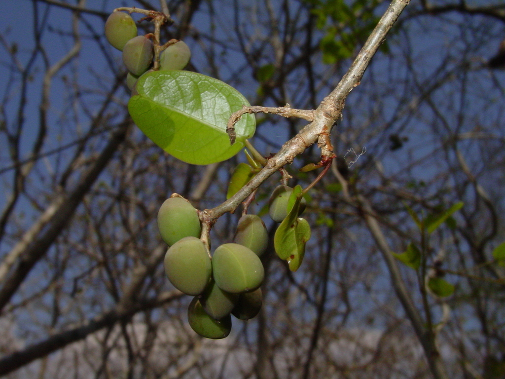 Bursera instabilis in July 2007 by Alfredo Frias Castro · iNaturalist