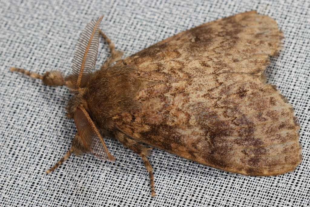 Tussock Moths from Philippines, Zambales, Tapulao, Camp I, Bamboo ...