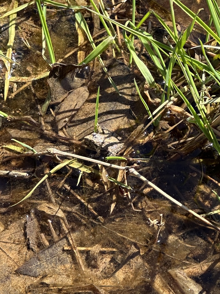 Northern Cricket Frog from Trafalgar Ln, Cary, NC, US on March 2, 2025 ...