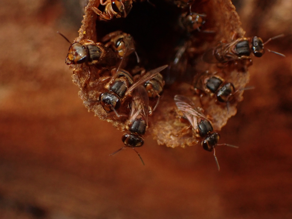 Pectoral Robust-Stingless bee in March 2024 by artifore · iNaturalist