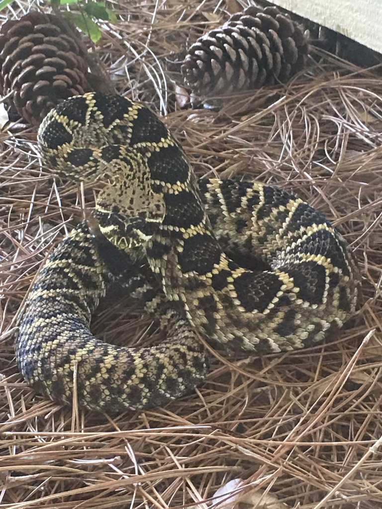 Eastern Diamondback Rattlesnake in July 2016 by Aaron Condon · iNaturalist