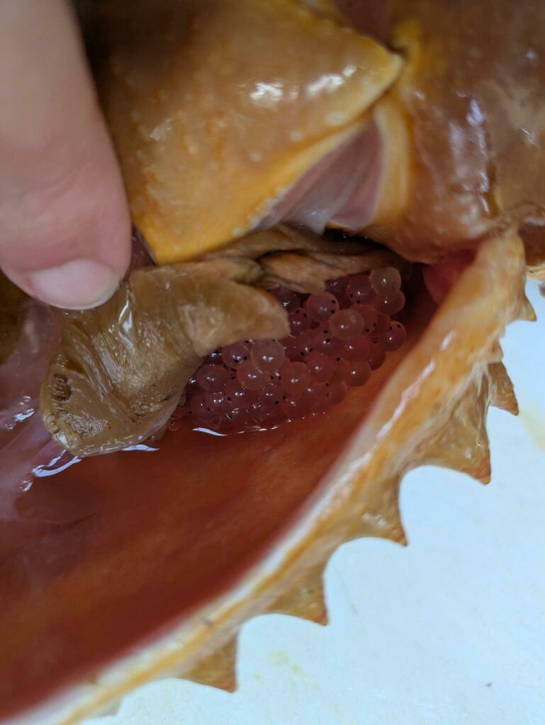 Careproctus from frederick sound on March 02, 2025 at 02:07 PM by Matt ...